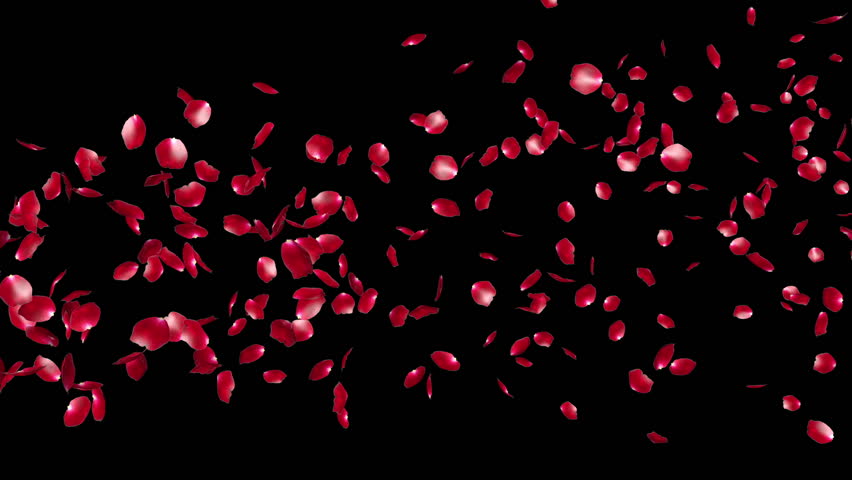 Rose Petals Flying Particles, Luma Stock Footage Video (100% Royalty ...