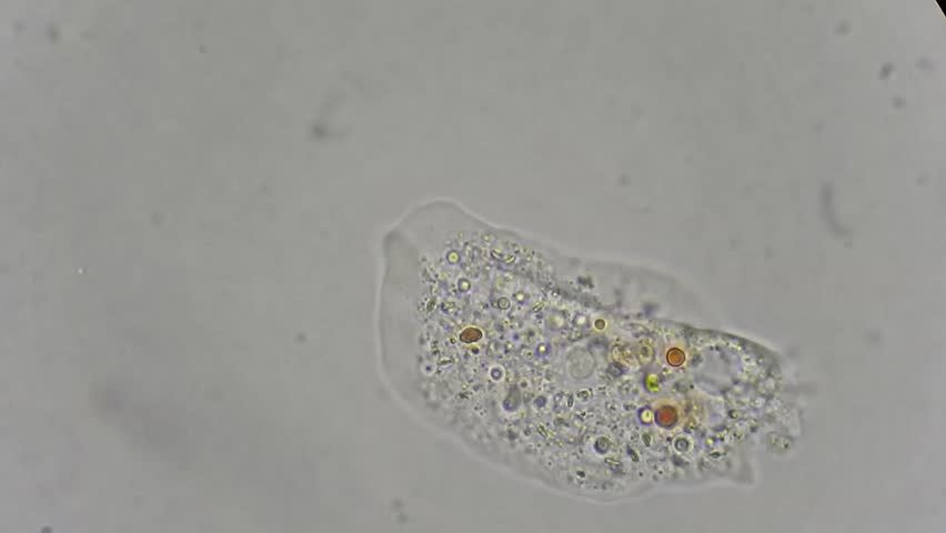 Unicellular Amoeba Motion Under Microscope 600x Stock Footage Video ...
