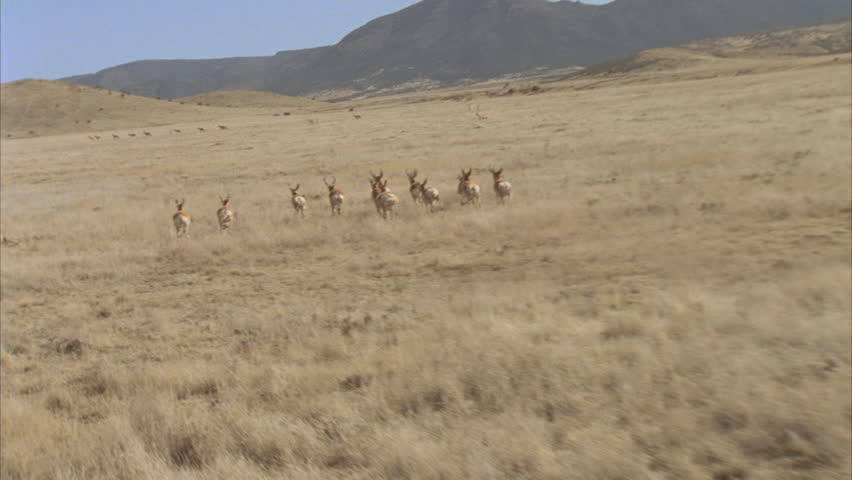 Desert Farm/Herd Of Cows In Desert/Animals On Sand Dunes/Agriculture In ...