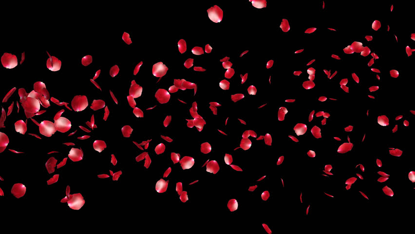 Falling Petals Roses 3d Animation On White And Black Background With ...