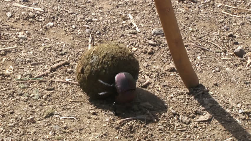 Scarabaeus Bug Rolling a Piece Stock Footage Video (100% Royalty-free ...