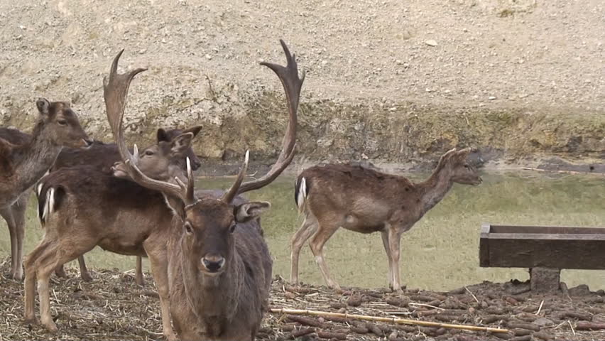 Video Of African Aoudad Animal On A Hill In South Texas. Goat Type ...