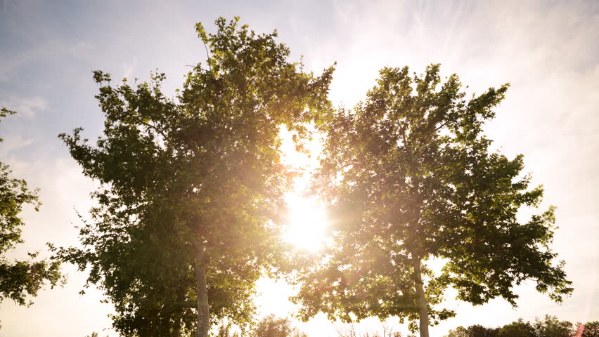 Sunshine Star Flare Flickering Through Windy Tree Leaves At Sunset ...