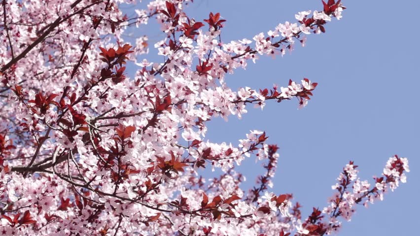 Flowering Cherry In Spring On A Sunny Day Stock Footage Video 1142104 ...