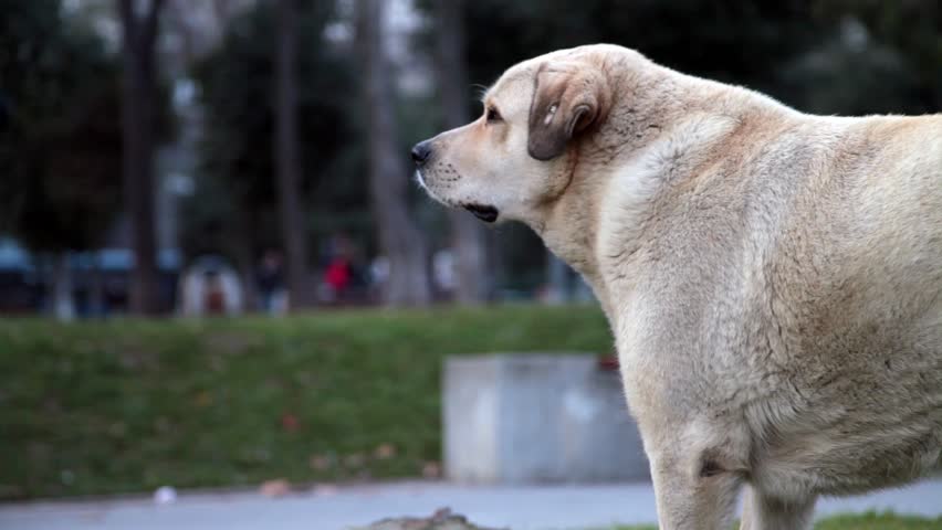 Stock video of stray dog barking at outside | 6102179 | Shutterstock
