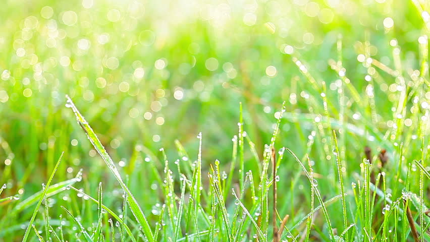 Dew Drops In Lights On Green Grass. Stock Footage Video 2324951 ...