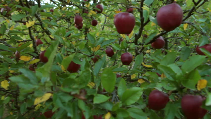 Static Shot: Close Up Of Apples In A Tree. Apples Trees Of Marpha ...