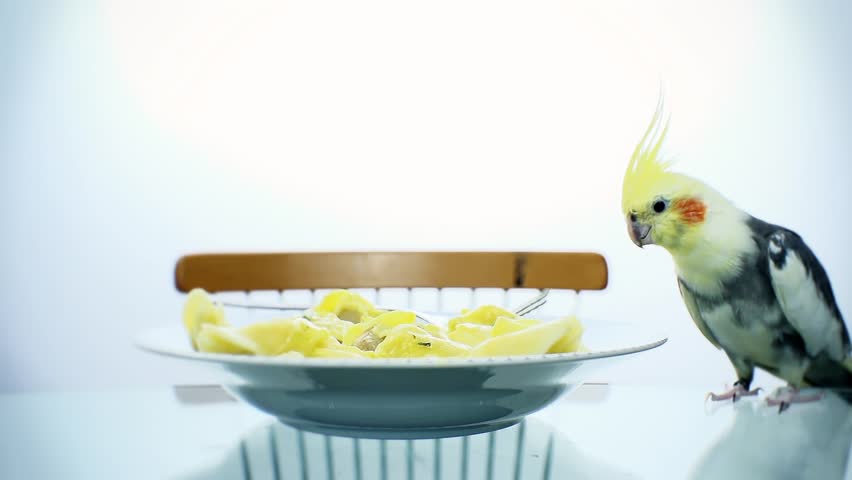 Bird Stealing Food And Gets Frightened In Slow Motion Stock Footage ...