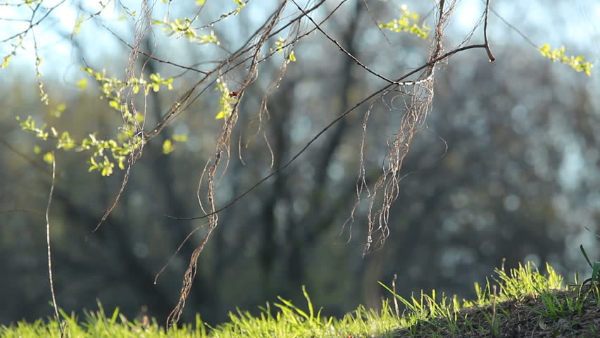 Grass and Twigs in the Stock Footage Video (100% Royalty-free) 6235349 ...