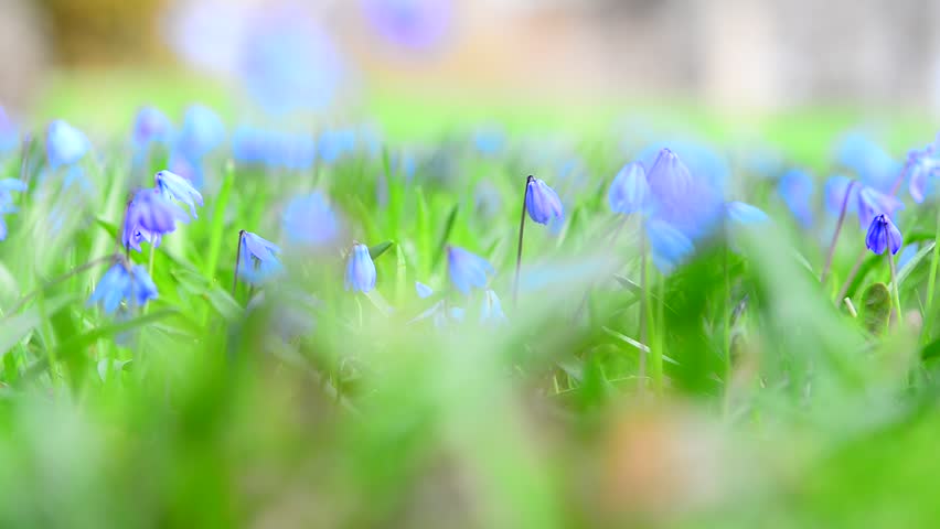 Cinemagraph Loop - Close Up Of Blue Flowers. Motion Photo Stockvideos ...