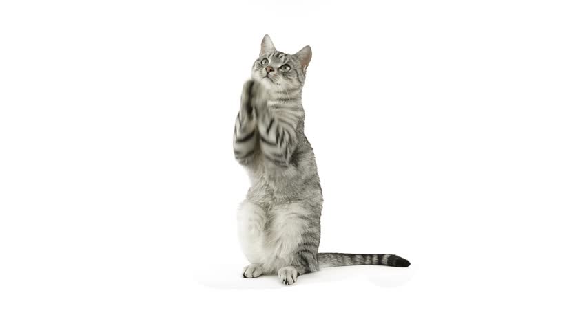 Cat Clapping Paws, Asking For Food, Looks Away Disappointed Stock ...