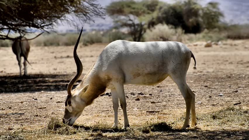 Addax image - Free stock photo - Public Domain photo - CC0 Images