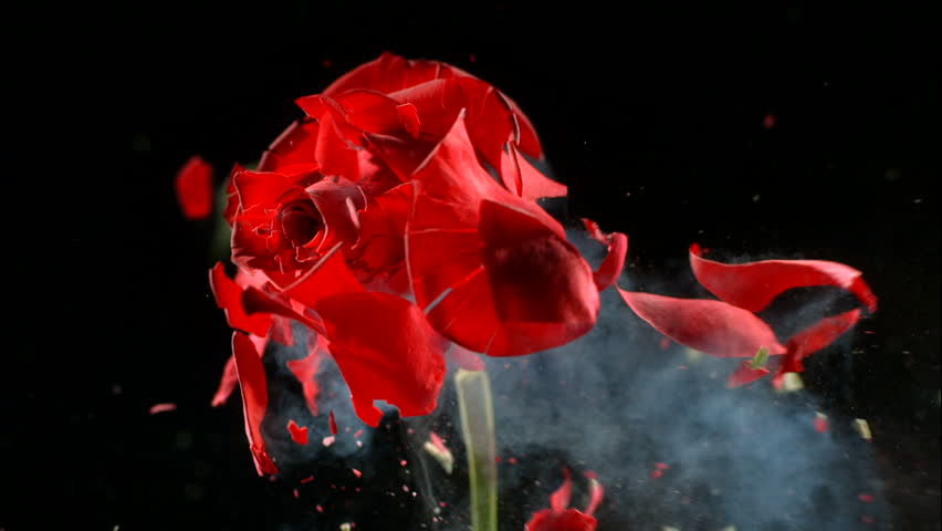 Red Rose Frozen In Liquid Nitrogen Explodes In Slow Motion Stock ...