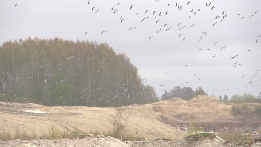 Lots of Birds Flying in Stock Footage Video (100% Royalty-free) 6377219 ...