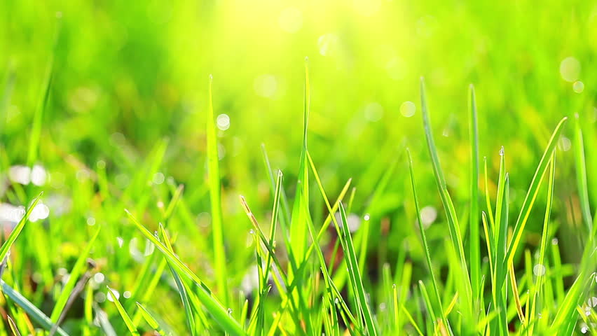 Dew Drops In Lights On Green Grass. Stock Footage Video 2324951 ...