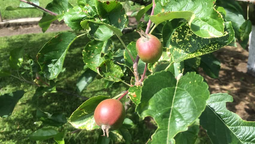 Bonsai Fruit: A Fruit Sways In Kishkindha Moolika Bonsai Garden In ...