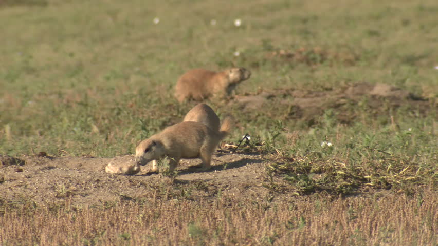 Chacma Baboon (Papio Ursinus) Mother And Baby Search For Food In Chobe ...