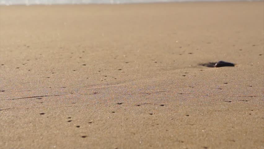 Veterinarian Looking At Coccidia (Isospora Felis) Oocyst, Feline ...