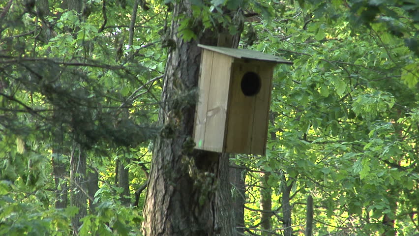 Deforestation and Destruction of Birds Stock Footage Video (100% ...