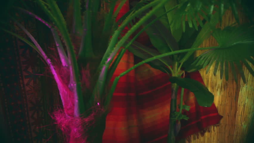 Stock video of arabian hut in an oasis | 6608849 | Shutterstock
