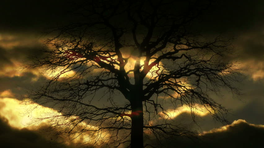 Tree Background. Time Lapse. Nature Stock Footage Video (100% Royalty ...