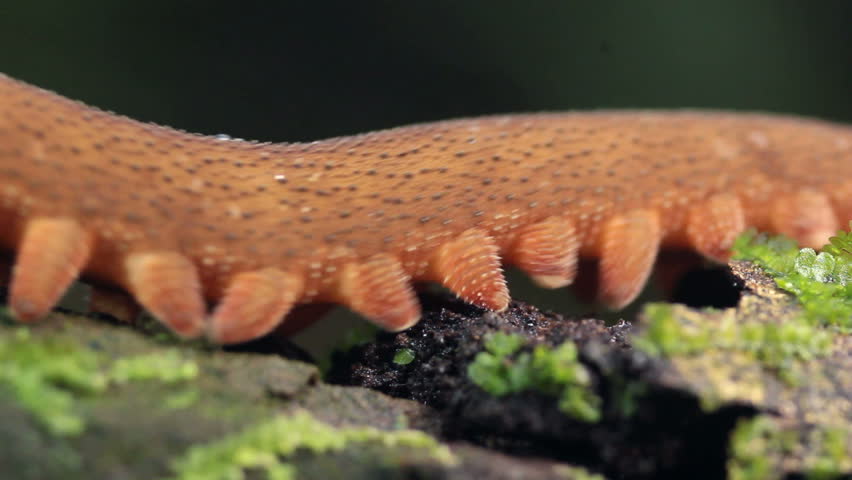 Peripatus (velvet Worm) Walks Through Stock Footage Video (100% Royalty ...