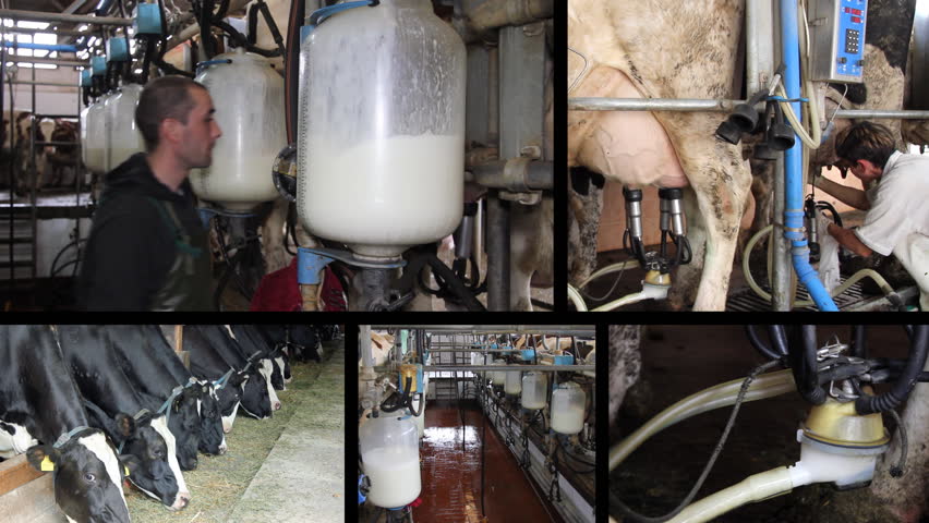 Milking Cows On Farm, Working With Dairy Equipment, Collage. Milk ...