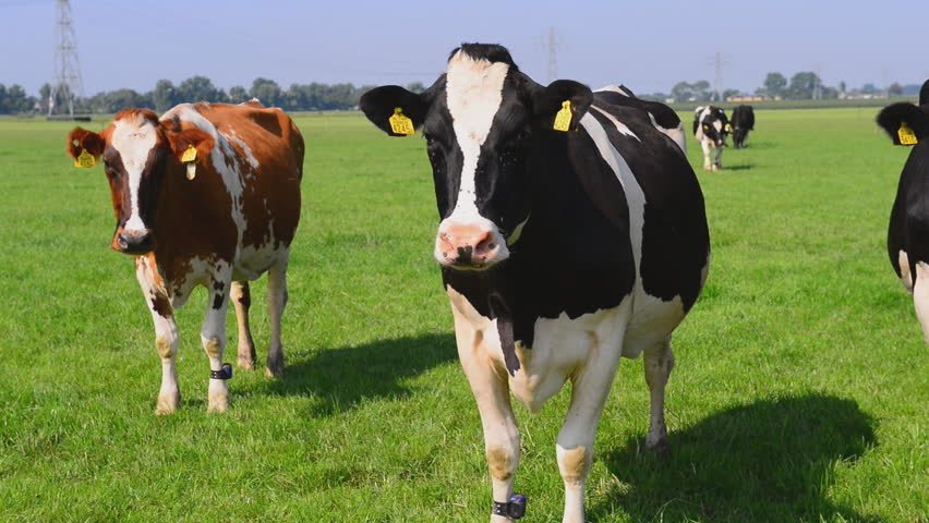 Cows Outdoor in Beautiful Green Stock Footage Video (100% Royalty-free ...