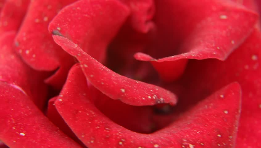 Red Roses Moving in the Stock Footage Video (100% Royalty-free) 6883489 ...