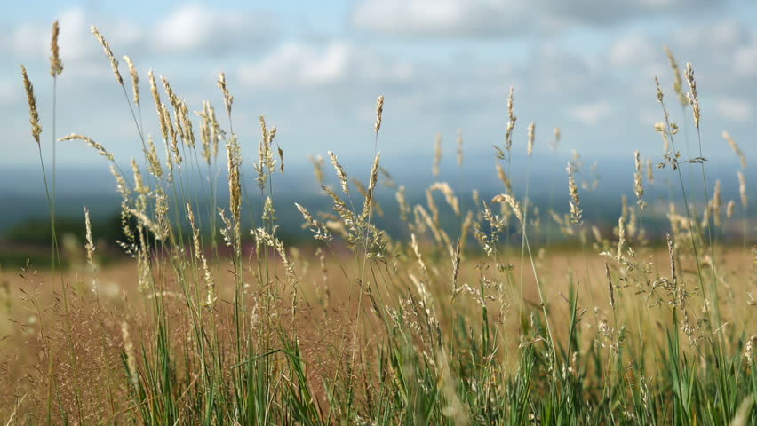 Stockvideo von ripe grass blowing in the wind. frame | 6914269 ...