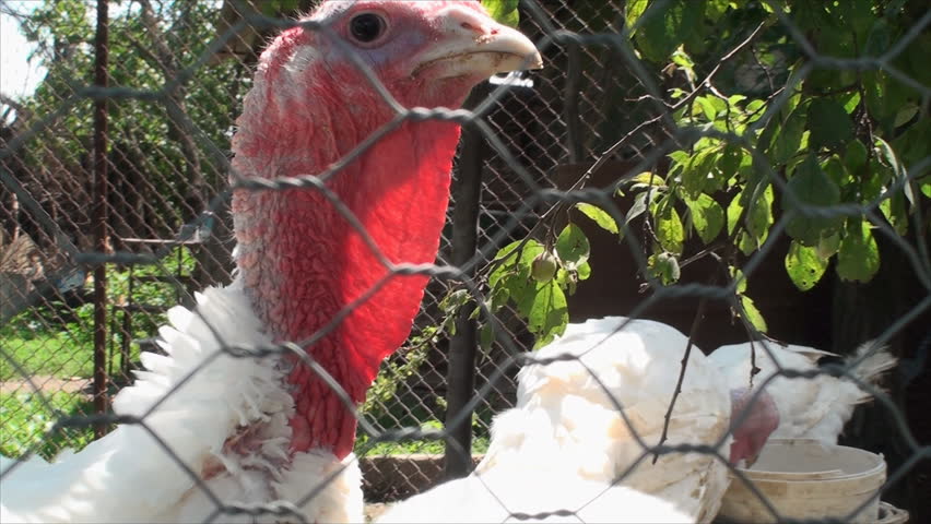 Curious Turkey Looking at Camera, Stock Footage Video (100% Royalty ...