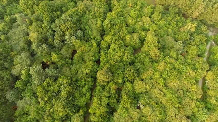aerial top view of forest and 스톡 비디오 | 7085929 | Shutterstock