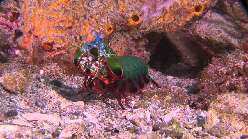 Peacock Mantis Shrimp Odontodactylus scyllarus image - Free stock photo ...