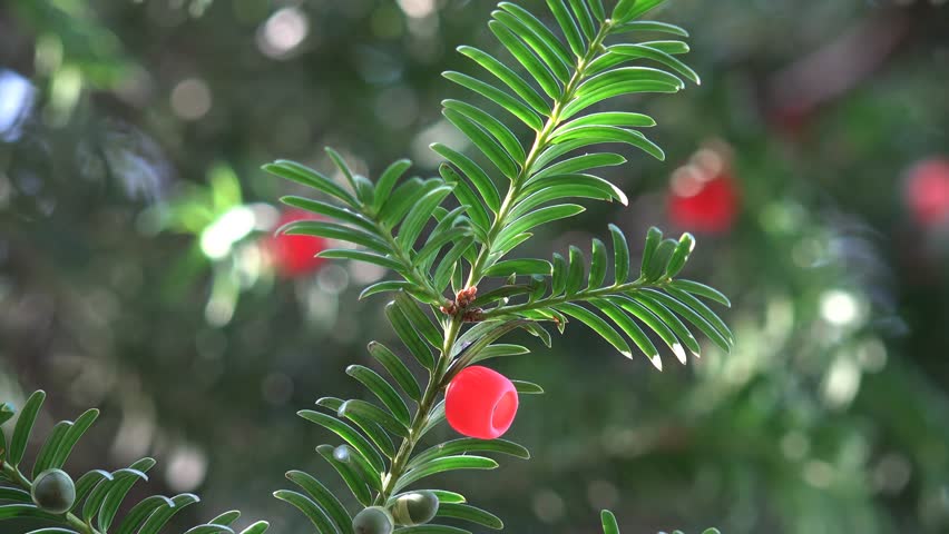 Pine Tree With Red Berries, Close-up Stock Footage Video 12304 ...