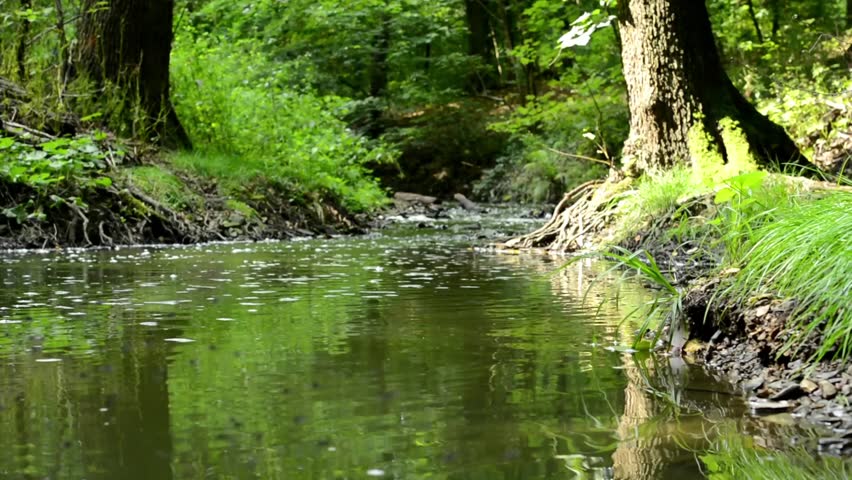 Brook In Forest Wallpaper