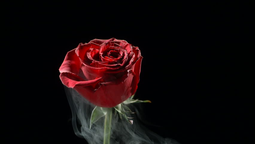 red rose frozen in liquid nitrogen 스톡 비디오 | 7254859 | Shutterstock