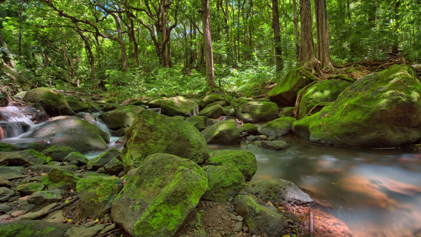 4k, UHD, Tracking Jungle River Time Lapse, Forest HDR Stock Footage ...
