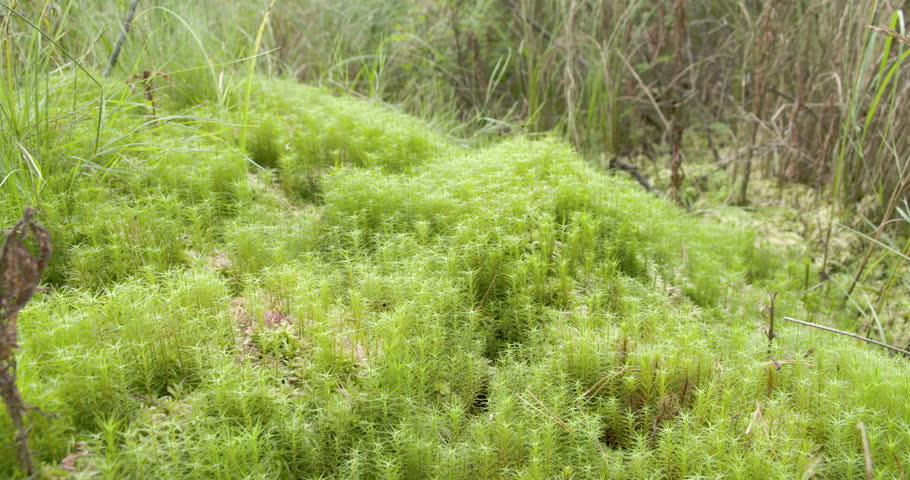 Stock video of a mossy swamp with lots of | 7259149 | Shutterstock