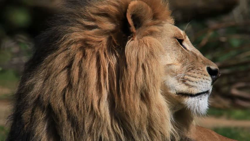 Lion Stock Footage Video (100% Royalty-free) 733159 | Shutterstock
