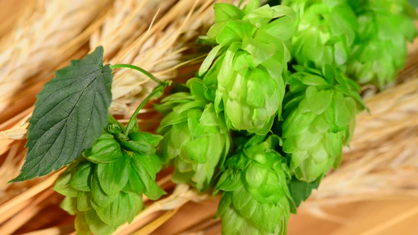 Hops and Barley Malt in Stock Footage Video (100% Royalty-free) 7396999 ...