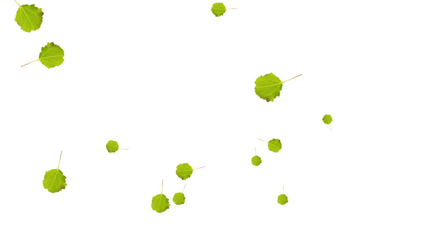 Animation of Falling Green Leaves. Stock Footage Video (100% Royalty ...