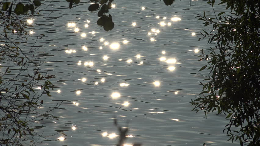 Reflections From Lake Sparkle Through Lakeside Pine Tree. Backlit Haze ...
