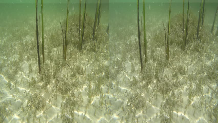 3d Little Fish In Lake. A Mixture Of What I Think Are Small Perch And ...