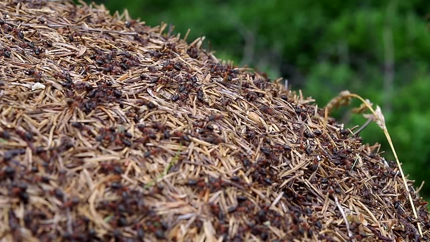 Ants Nest. Ants Crawling On Anthill. Macro Shot Of Busy Ant Colony ...
