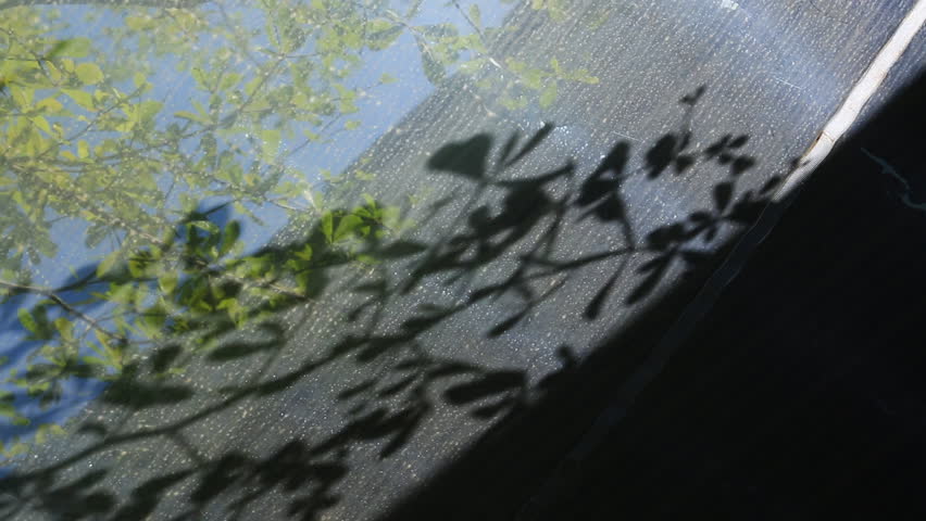 Shadows of Tree On Glass Stock Footage Video (100% Royalty-free ...