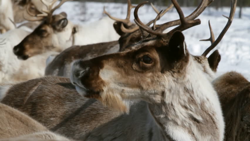 Reindeer Eye Slow Zoom In Stock Footage Video 2799355 | Shutterstock