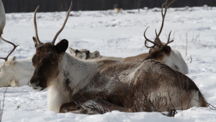 Winter. Reindeer Group On Pastures. Stock Footage Video (100% Royalty ...