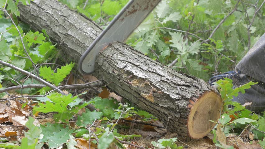 Cutting Tree to Log Pieces Stock Footage Video (100% Royalty-free ...