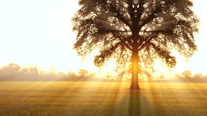 Single Tree Of Light Standing In Nature Landscape At Sunset Light ...