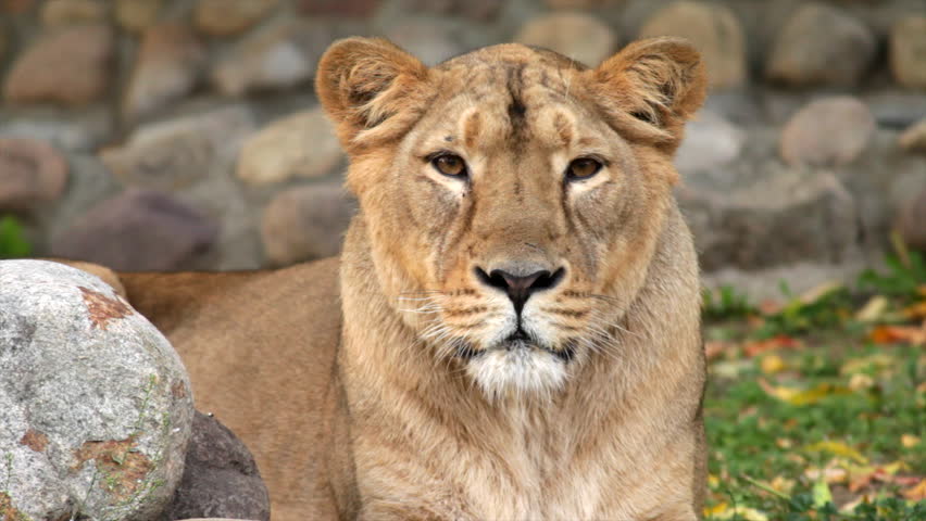 A Cute and Cuddly Lioness, Stock Footage Video (100% Royalty-free ...